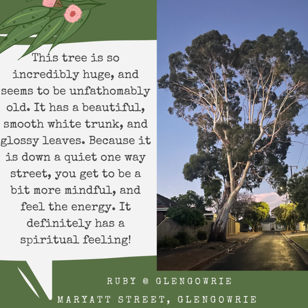 Love Our Local Trees | Sustainable Communities SA
